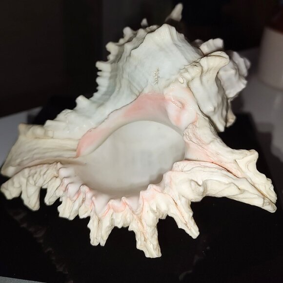 Accents | Vintage Spiky Horned Spike Conch Sea Shell 5 12 Long | Poshmark